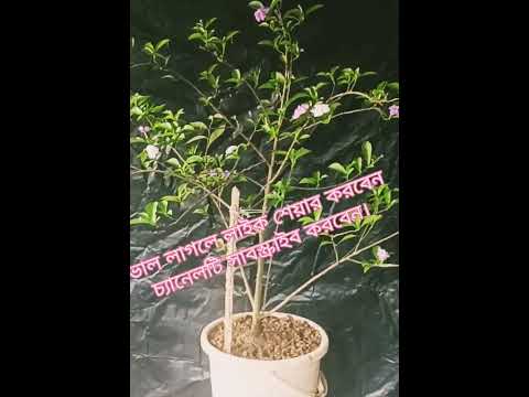 "Kiss me Quick"flower plant.