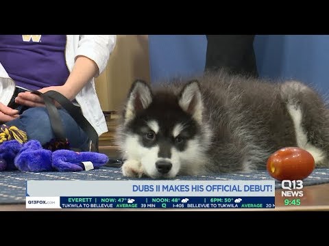 The new UW mascot makes his official television debut