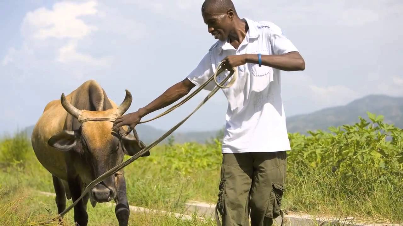 Heifer Project International - Overview