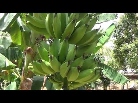 Going Banana's