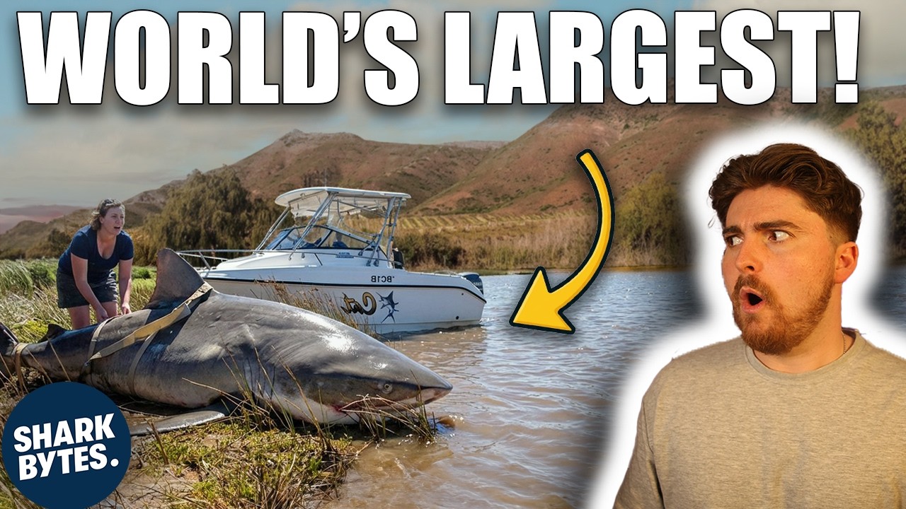 This Tiny River Has The Biggest Bull Sharks Ever Found!