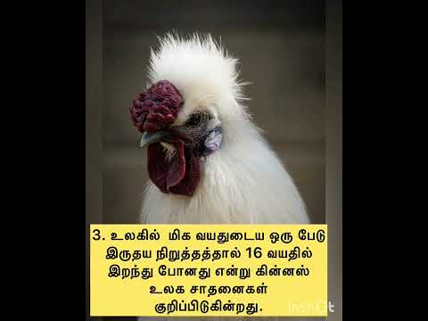 Top 5 Interesting Facts about Hen in Tamil ||Tiny Video No-11