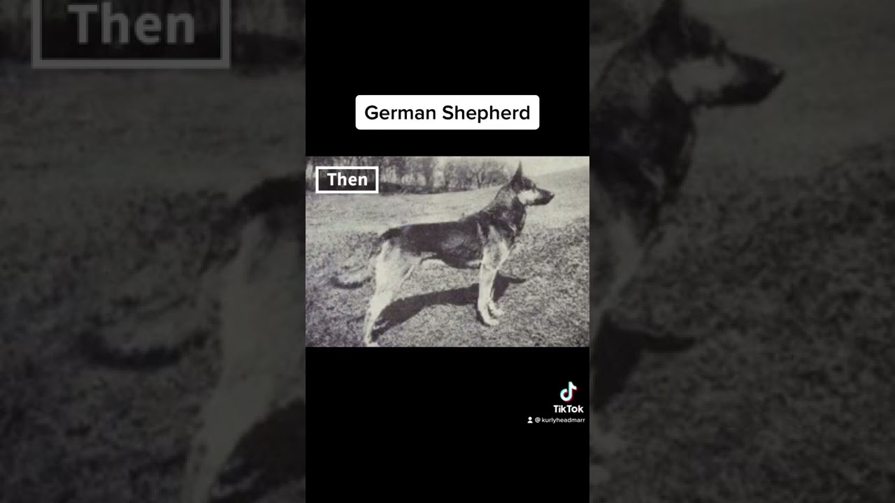 Dogs before and after selective breeding😳 #shorts