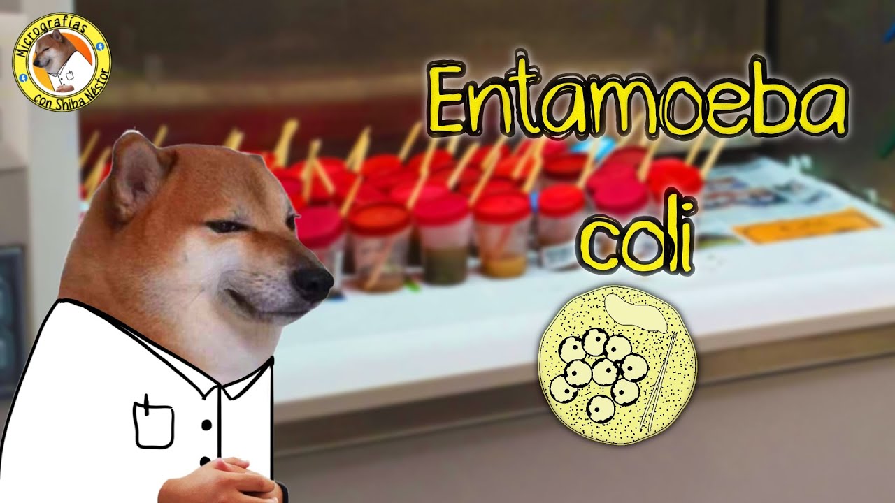 Entamoeba coli: ¿Parásito peligroso o inofensivo