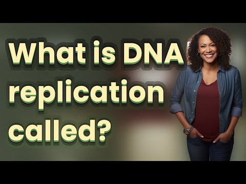 What is DNA replication called?