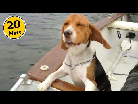 Dog Comedy That’ll Make You Laugh Out Loud! 🤣 Funny Dog Videos 2025