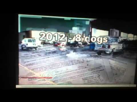 The Truth About Waggin' Tails Animal Shelter.