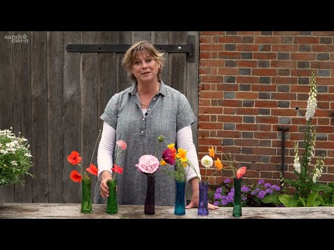 Sarah's Favourite July Poppies