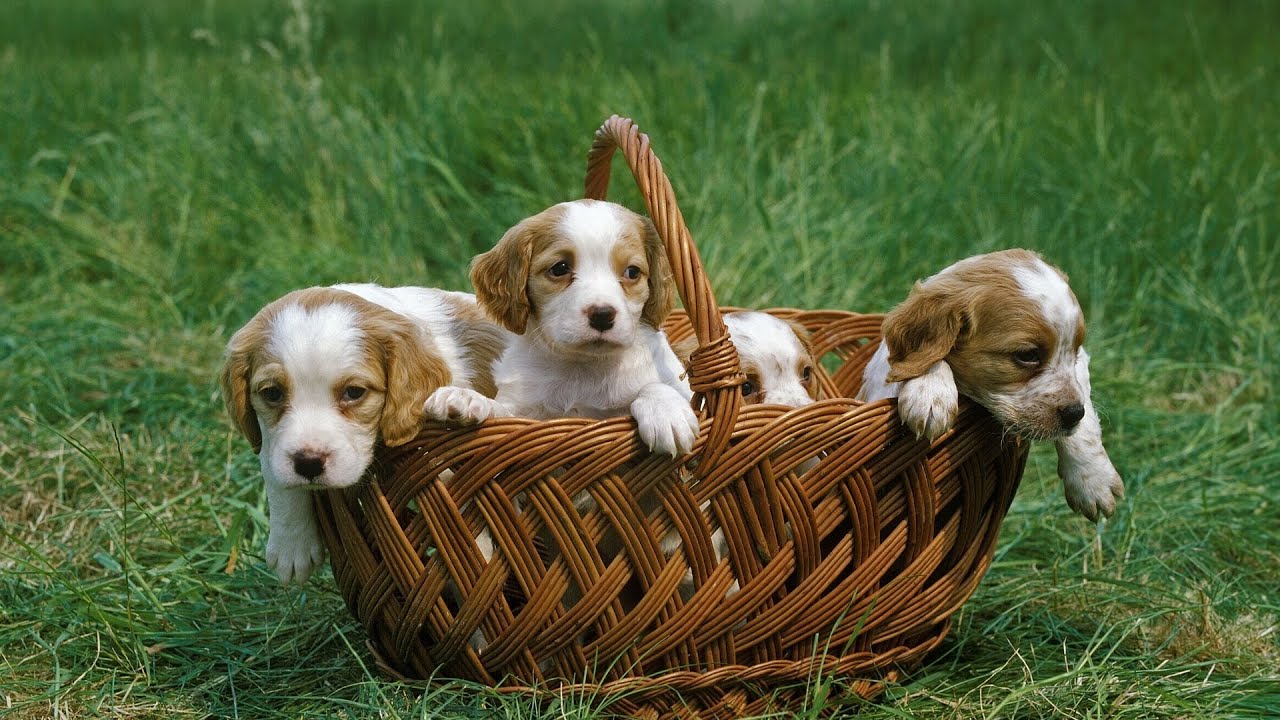 Creating a Harmonious Relationship Between a Brittany Dog and a Cat