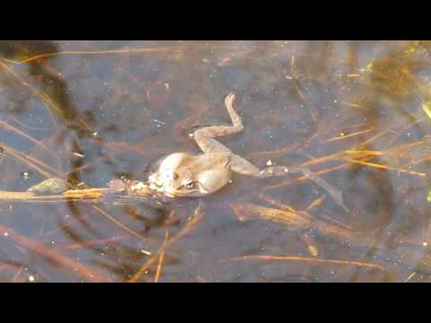 Chorus Frogs and Wood Frogs