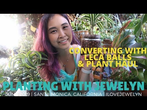 MY 500TH VIDEO! Planting with Jewelyn + Plant Haul: LECA ball project | June 2019 | ILOVEJEWELYN