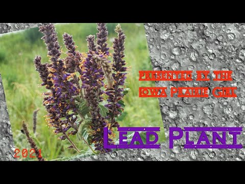 LEAD PLANT
