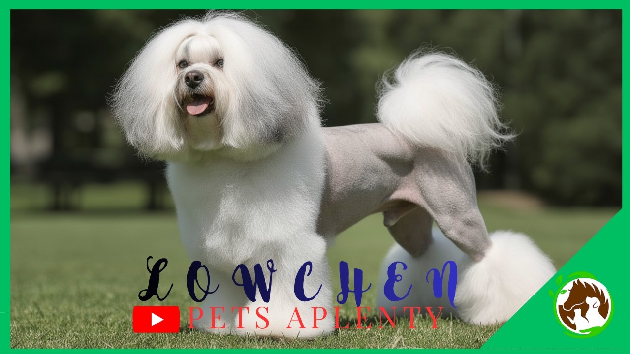 Meet the LITTLE LION Dog - The Lowchen Breed That Will STEAL Your Heart