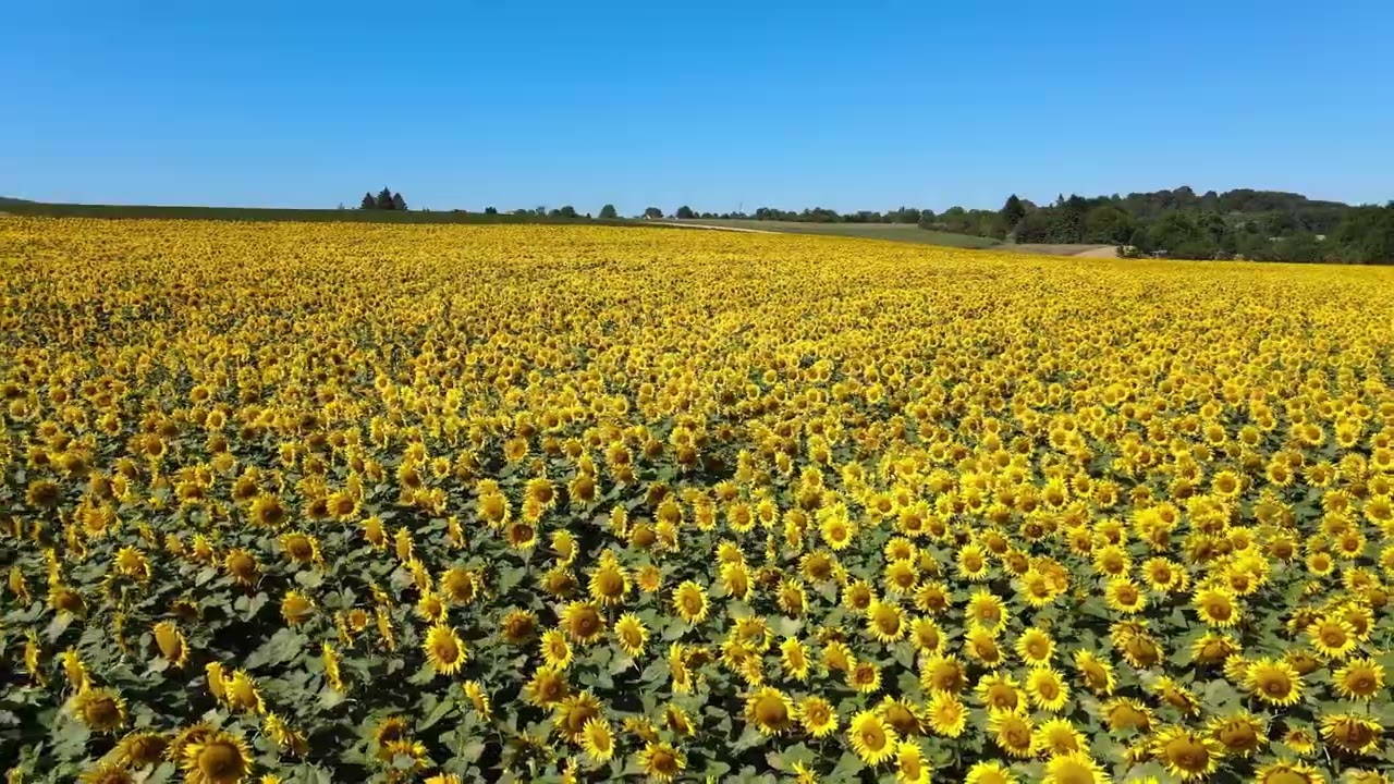 Bunga Matahari Sunflower video mentahan no watermark gratis HD 4K
