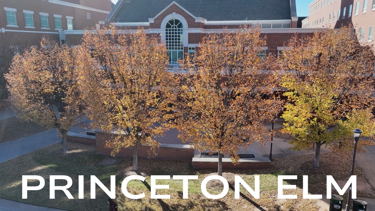 The Golden Standard: Why the Princeton Elm is the Ultimate Urban Tree
