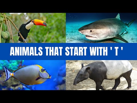 Animals That Start With " T " for Babies & Toddlers
