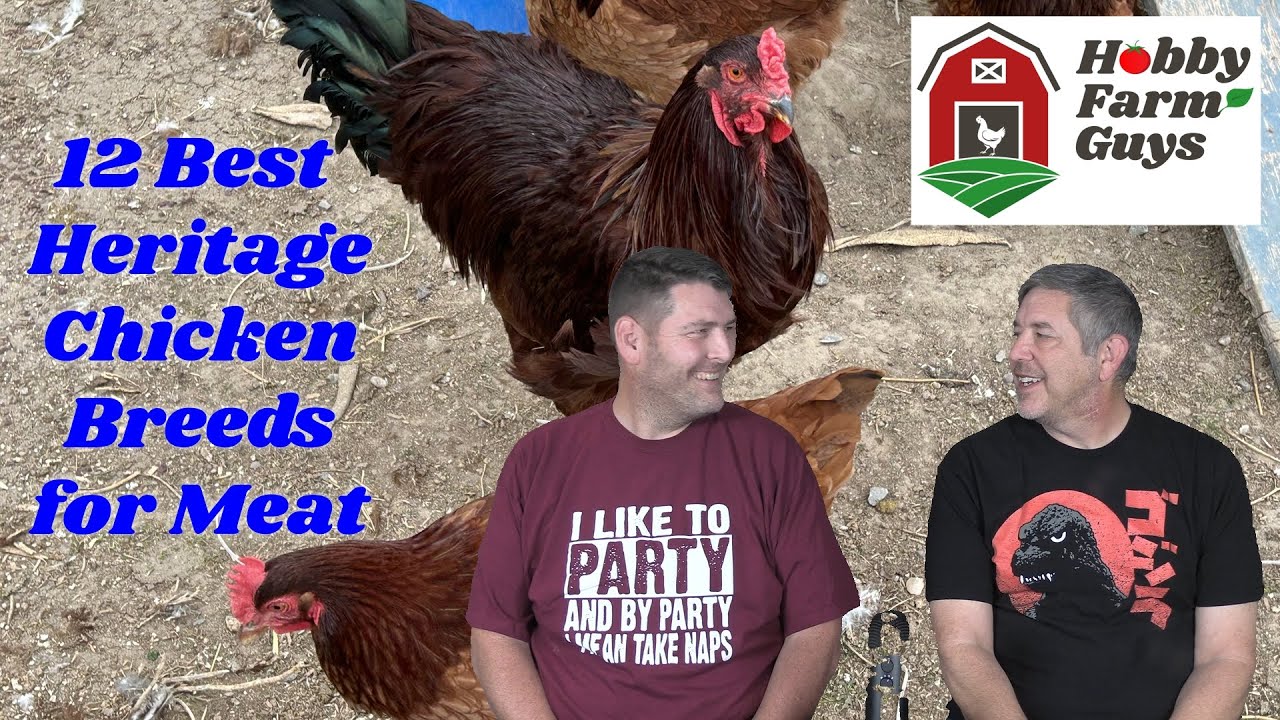 The 12 Best Heritage Chicken Breeds for Meat [Classic HFG]