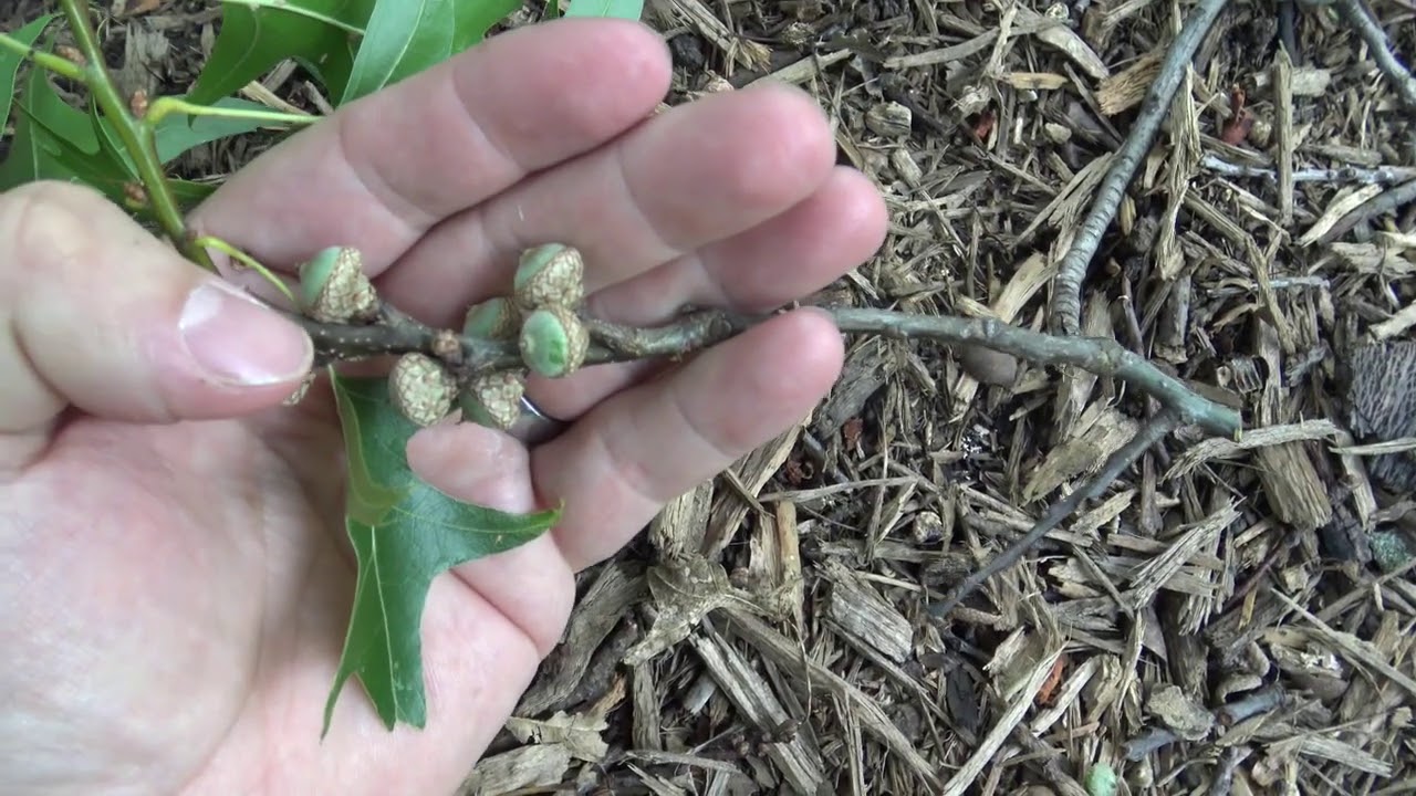 Identifying pin oak