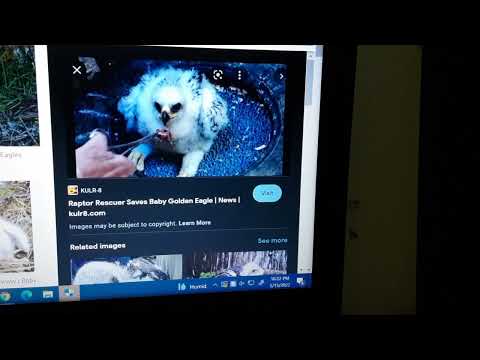 Google Images baby animals & adult animals