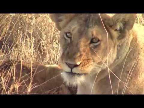 Wild animals in the Serengeti, Africa highlights.