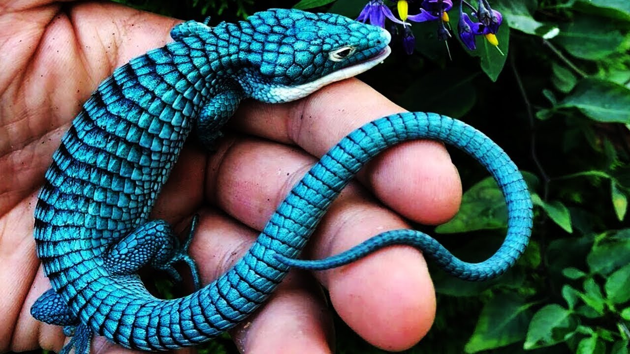 10 Most Beautiful Lizards In The World