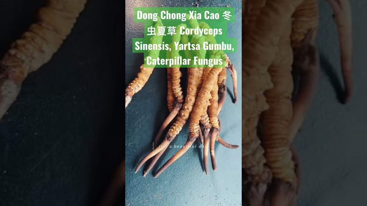 Dong Chong Xia Cao 冬虫夏草 Cordyceps Sinensis, Yartsa Gumbu, Caterpillar Fungus