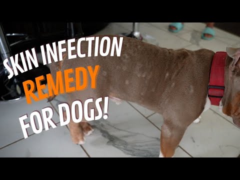 Best Treatment for Dog Skin Problems (Dog Skin Infections)