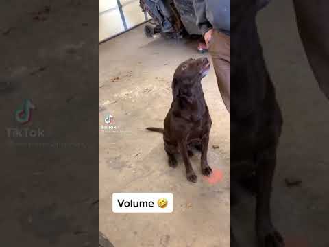 Dog burp fart ?