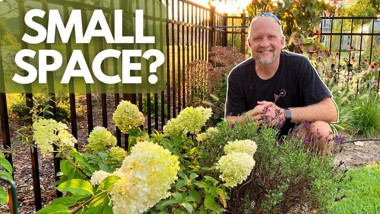 Big Impact, Small Spaces: Bobo® Hydrangea by Proven Winners