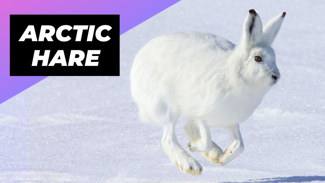 Arctic Hare 🐰 The Cutest Snowball Of The Arctic!