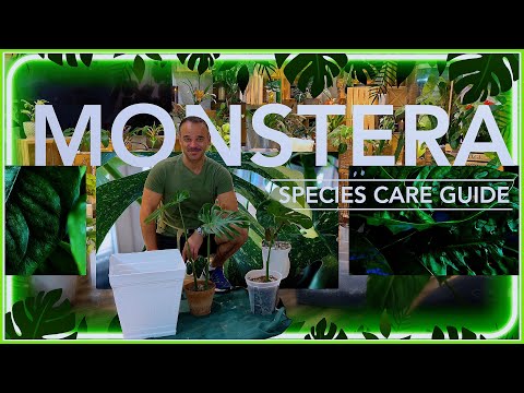 Tropical Plant Repotting: Ultimate Monstera Care Guide ????✨