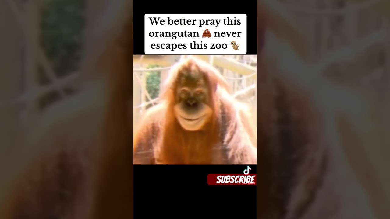 Scary Orangutan reaction   😱😨 #subscribe #shortvideo #viral #animals #trending #scary #shorts