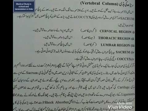 Vertebral column & diagaram and taranslation in Urdu