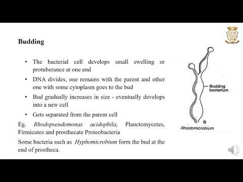 Modes of Reproduction in Bacteria- Fission, Budding, Fragmentation and Sporulation