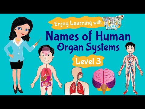 Organ System: Names of Human Organ Systems | Tutway