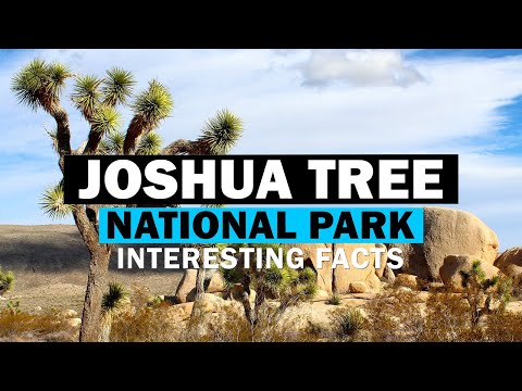 15 Fascinating Facts About Joshua Tree National Park | A Desert Wonderland