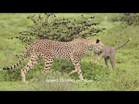 TOP 10 FASTEST ANIMAL IN THE WORLD