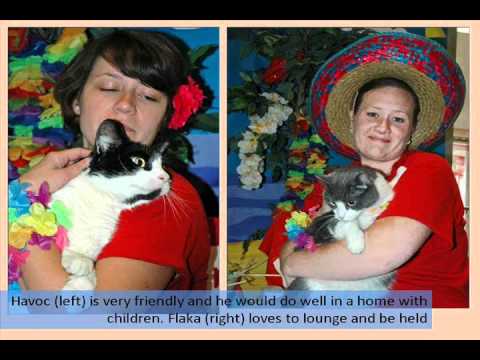 MSPCA Adoptable Cats
