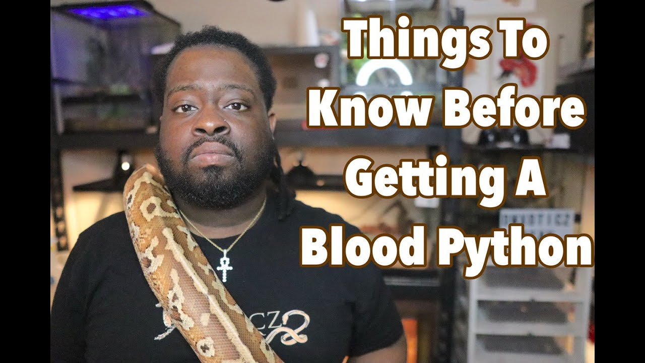 Things To Know Before Getting A Blood Python