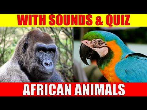 AFRICAN ANIMAL PICTURES With Sounds and Names for Babies & Toddlers - Animal Quiz