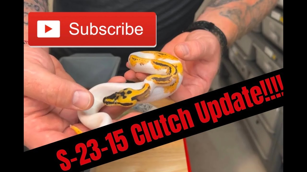 S-23-15 Firefly Enchi Pied X YB Leopard Pied Het Clown Cutch Update