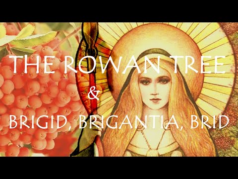 Around the Grove ~ Rowan ~ 2024 ~ Brigid, Brigantia, Brid