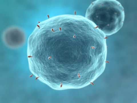 BIOMAb Injection - Latest Price, Dealers & Retailers in India