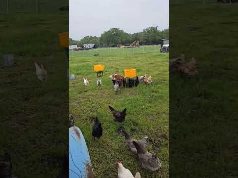 Dog and chickens share food. #hens #chicks #dogs #dog #chicken #rotationalgrazing