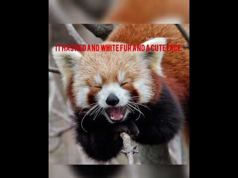 The biography of the endangered red panda