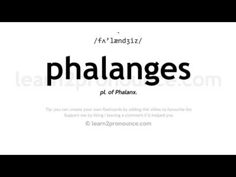 Pronunciation of Phalanges | Definition of Phalanges