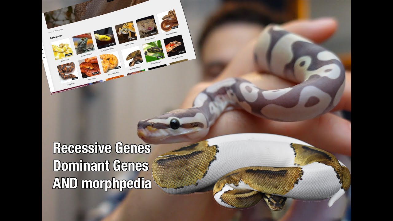 Ball Python Genetics 101 - Recessive, Incomplete Dominant and Morphpedia
