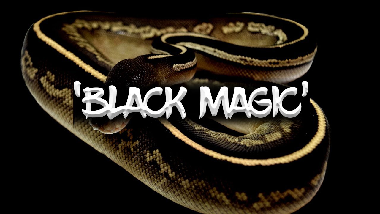 The 'Black Magic' Ball Python