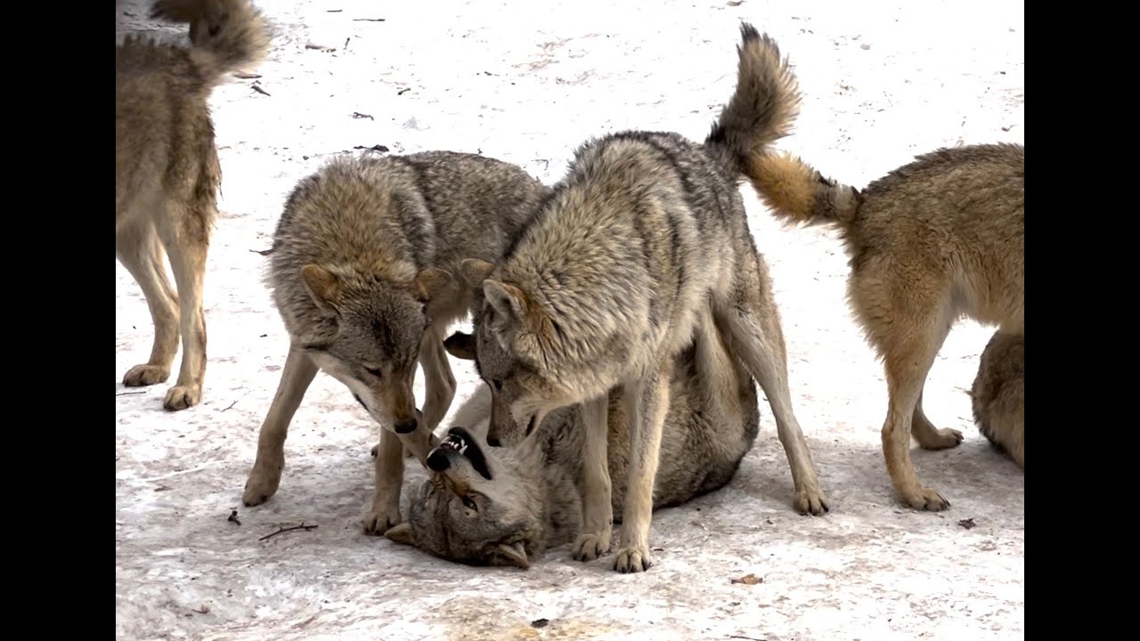 Wolf‘s Submissive-Aggressive Behavior