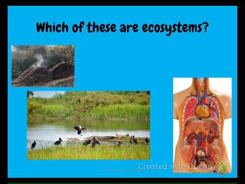 Levels of Classification